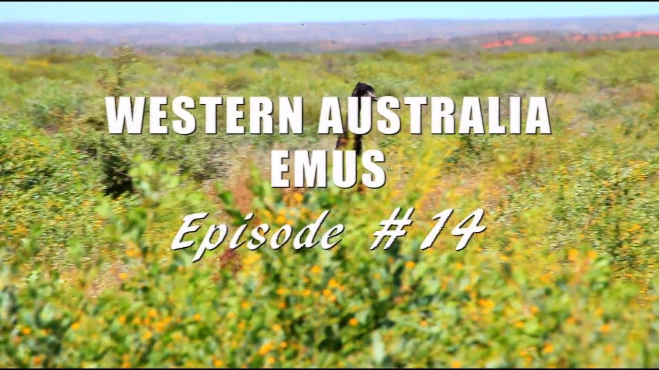 Epsiode #14 Coral Bay, Exmouth, Western Australia, Emus - Australien in ...