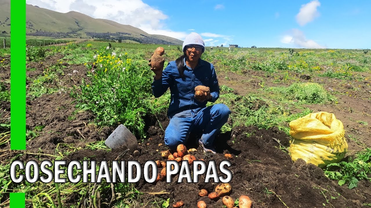 ASÍ ES LA COSECHA DE PAPAS - PAPAS GIGANTES - YouTube