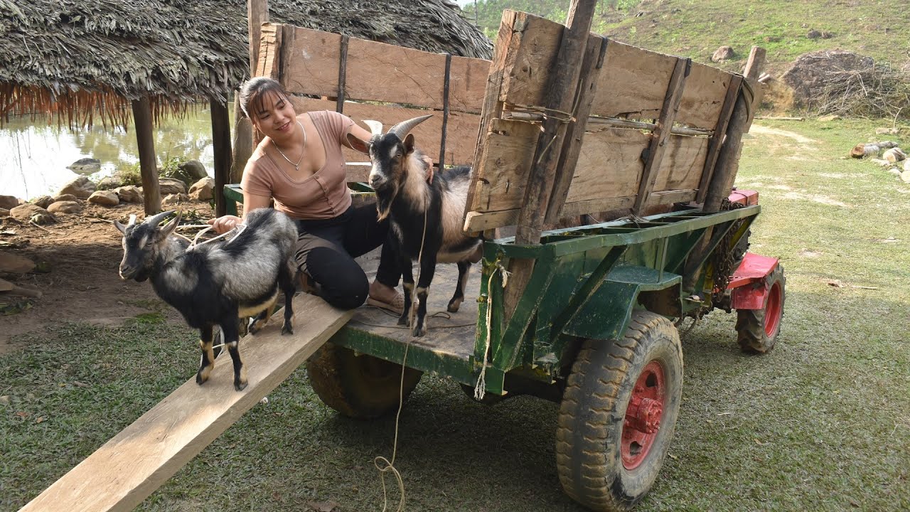 farm alone. transporter with off-road vehicle. transport mountain goat ...