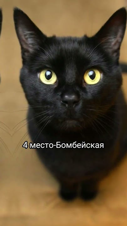 Топ 5 самых красивых пород кошек👑 Youtube