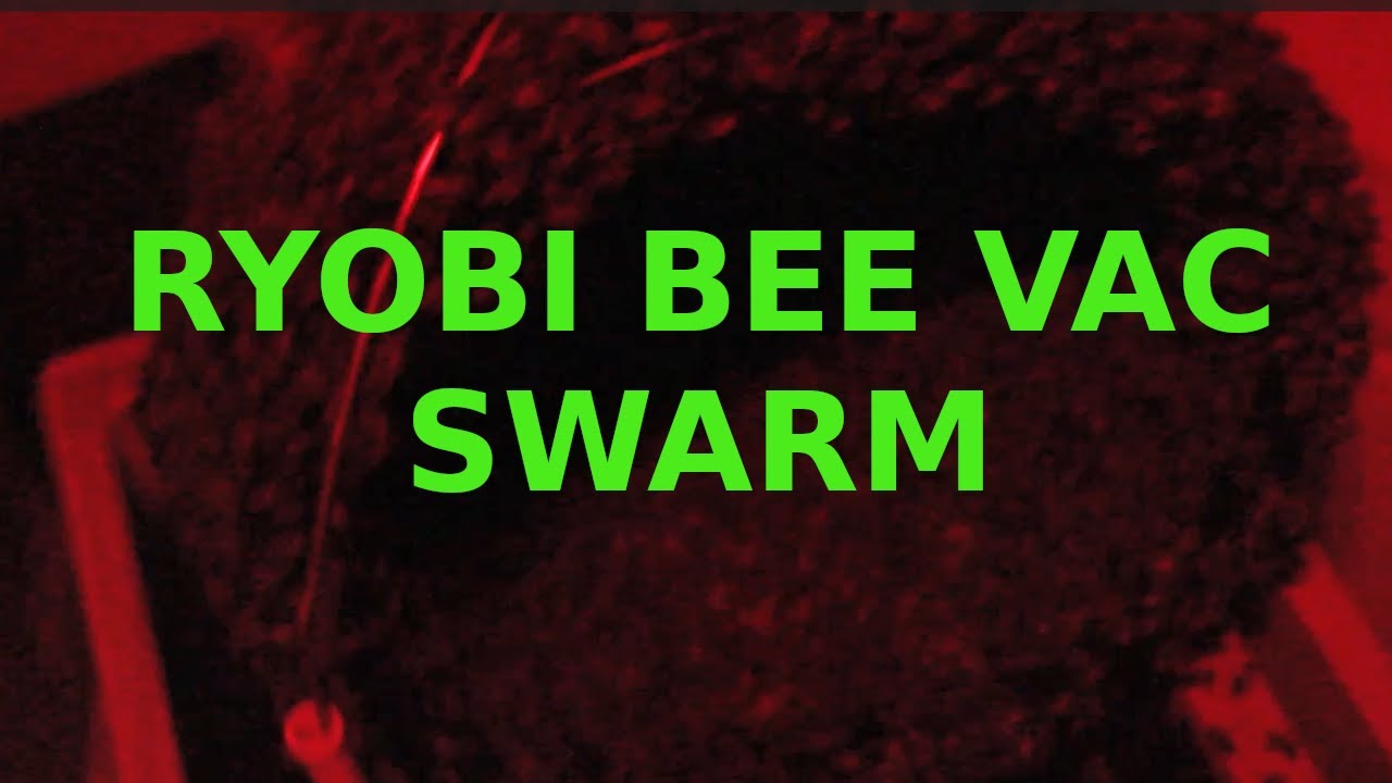 Swarm Catch With Ryobi Bucket Bee Vac #Ryobi #BeeSwarm - YouTube
