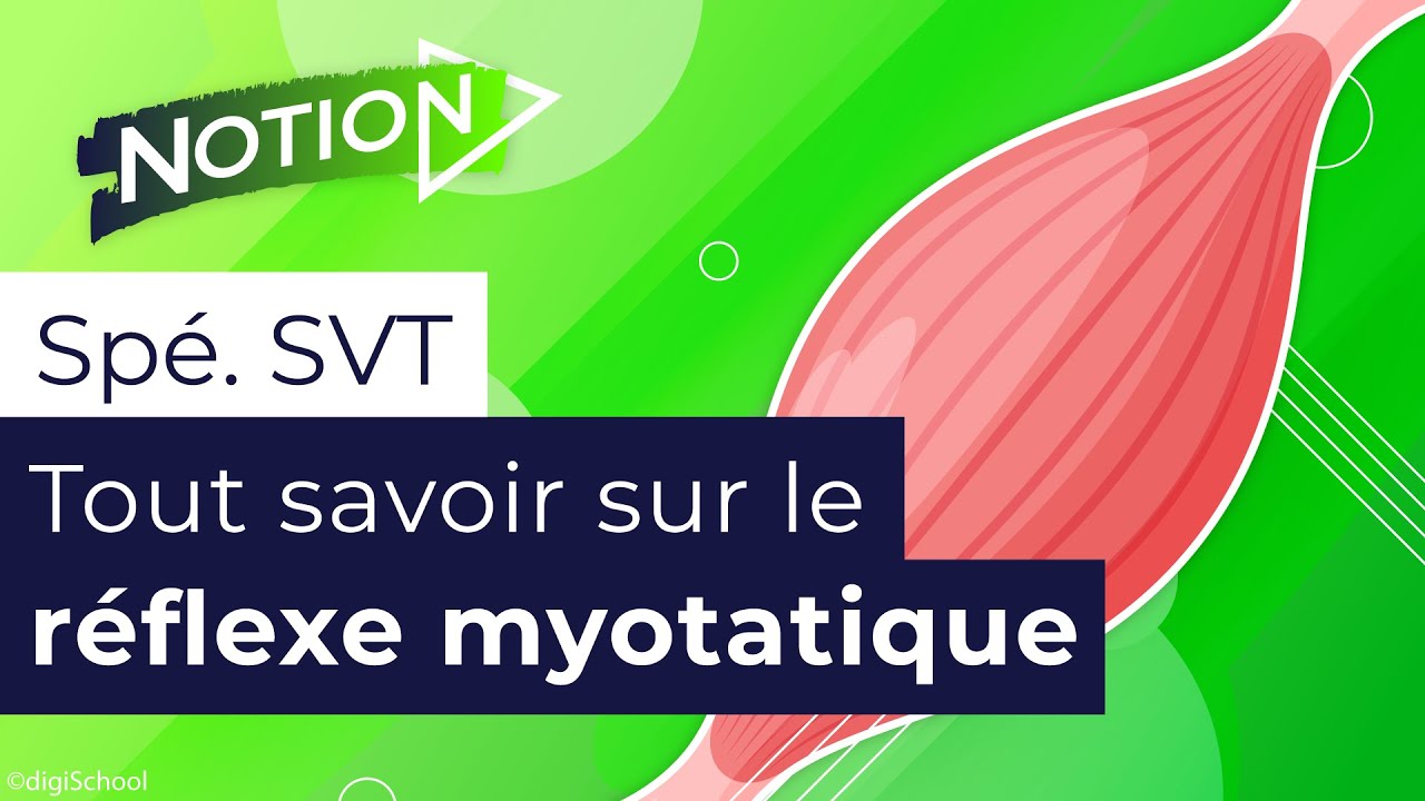 Spécialité SVT : le mouvement réflexe - YouTube