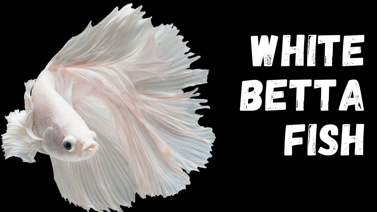 white betta fish, white fighter fish #shorts - YouTube