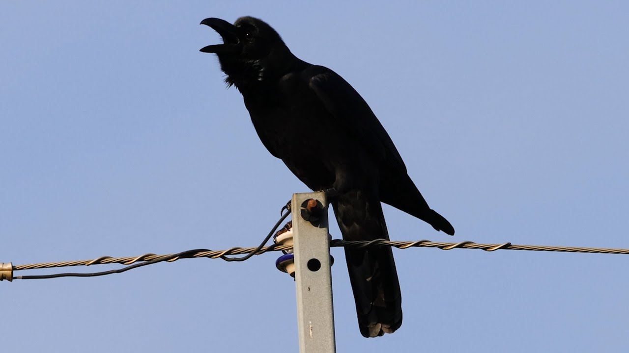 crow sounds (2022/11/20) - YouTube