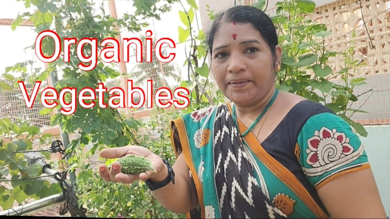 Organic Vegetables #Cucumber #Ridge gourd #Bitter gourd - YouTube