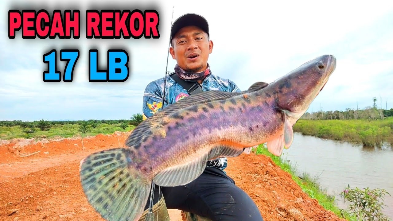 Pecah Rekor ‼️ Toman Super Jumbo Kalimantan Timur || Monster Toman ...