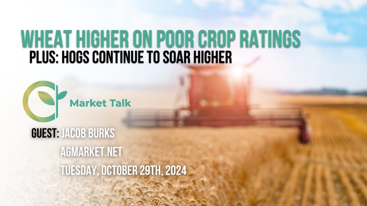 Wheat Higher on Poor Crop Ratings; Hogs Soar Again - YouTube