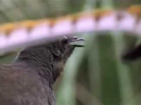 menure de l'australie