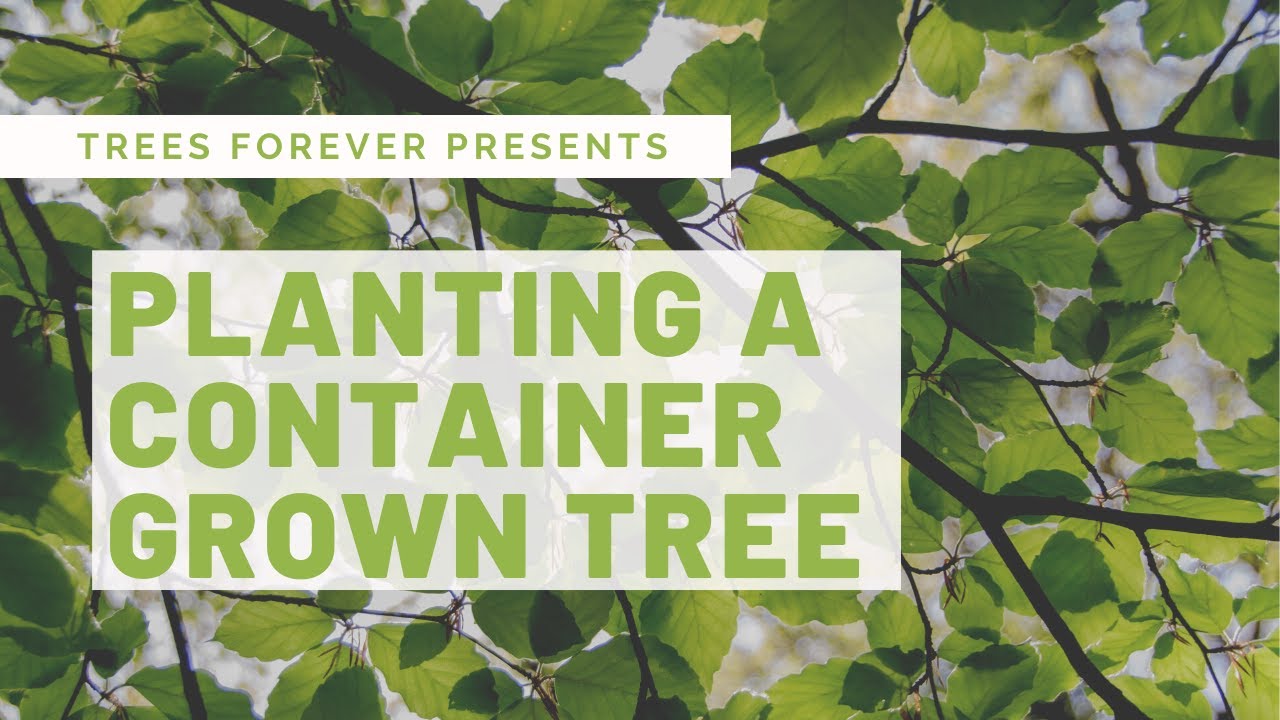 Planting a Container Grown Tree - YouTube