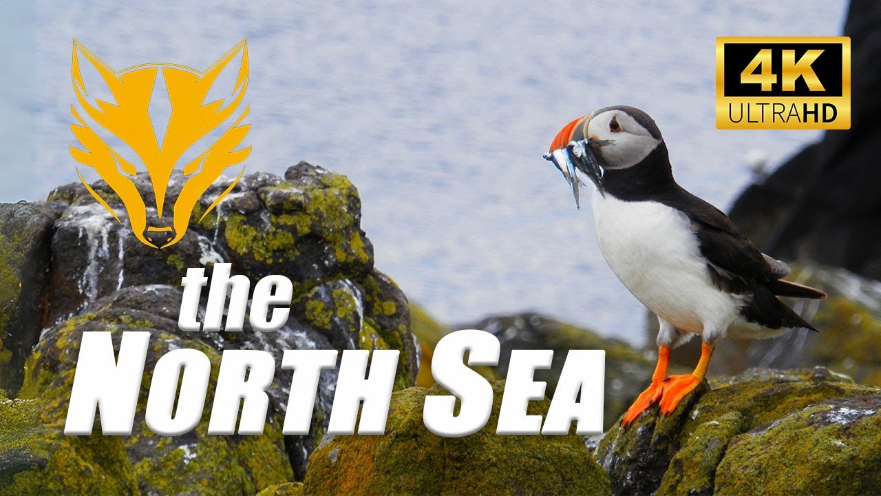 Exploring the Dynamic Ecosystem of the North Sea A Symphony of Survival ...