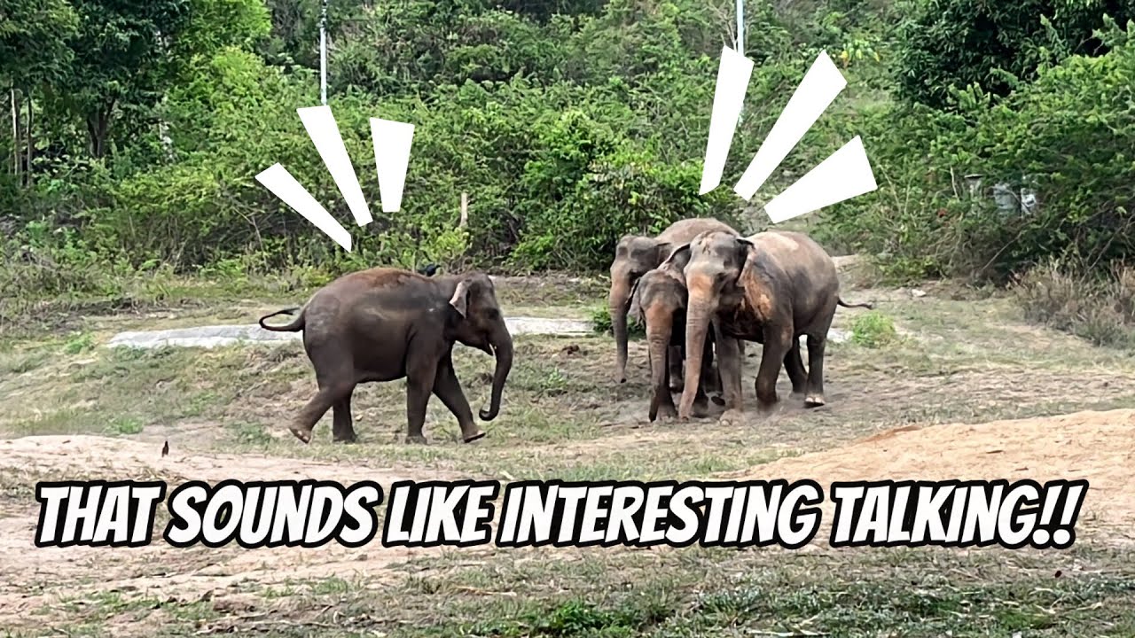 Listen To What The Herd of Elephants is Talking About Today. - YouTube