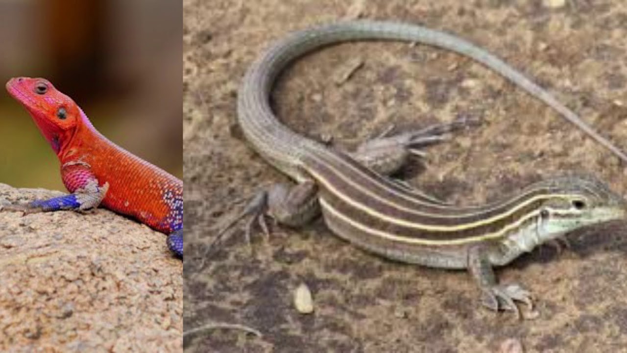 maajabu ya mjusi yuse kutok amazoni/anakula mguruwe poli/kasi kubwa ...