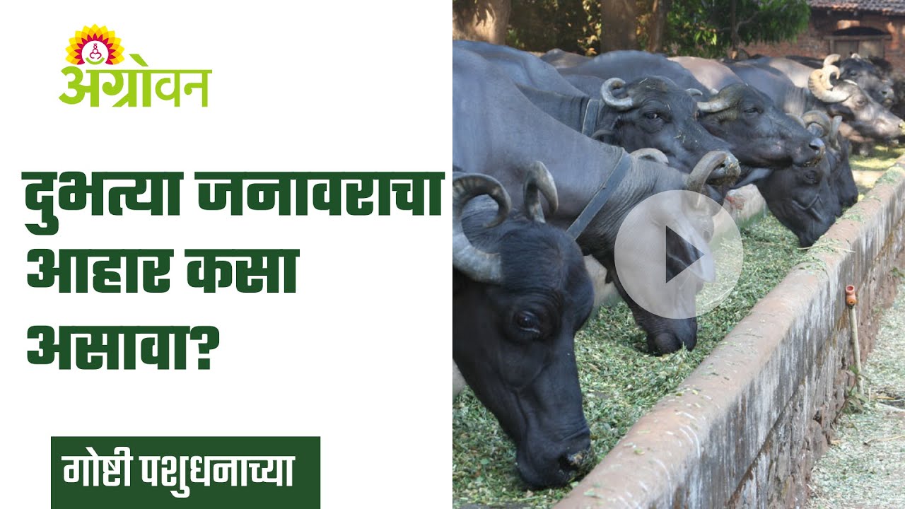 What should be the diet of a milch animal? | ॲग्रोवन - YouTube