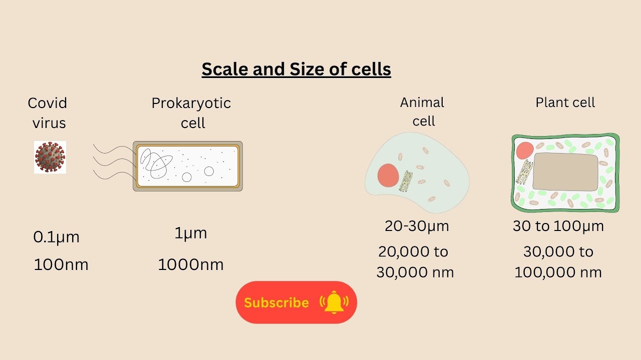Scale and Size of cells for AQA GCSE Biology and combined Science - YouTube