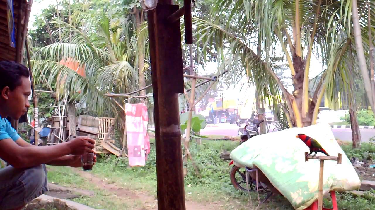 nuri pala hitam jinak 2 si.. bily..... - YouTube