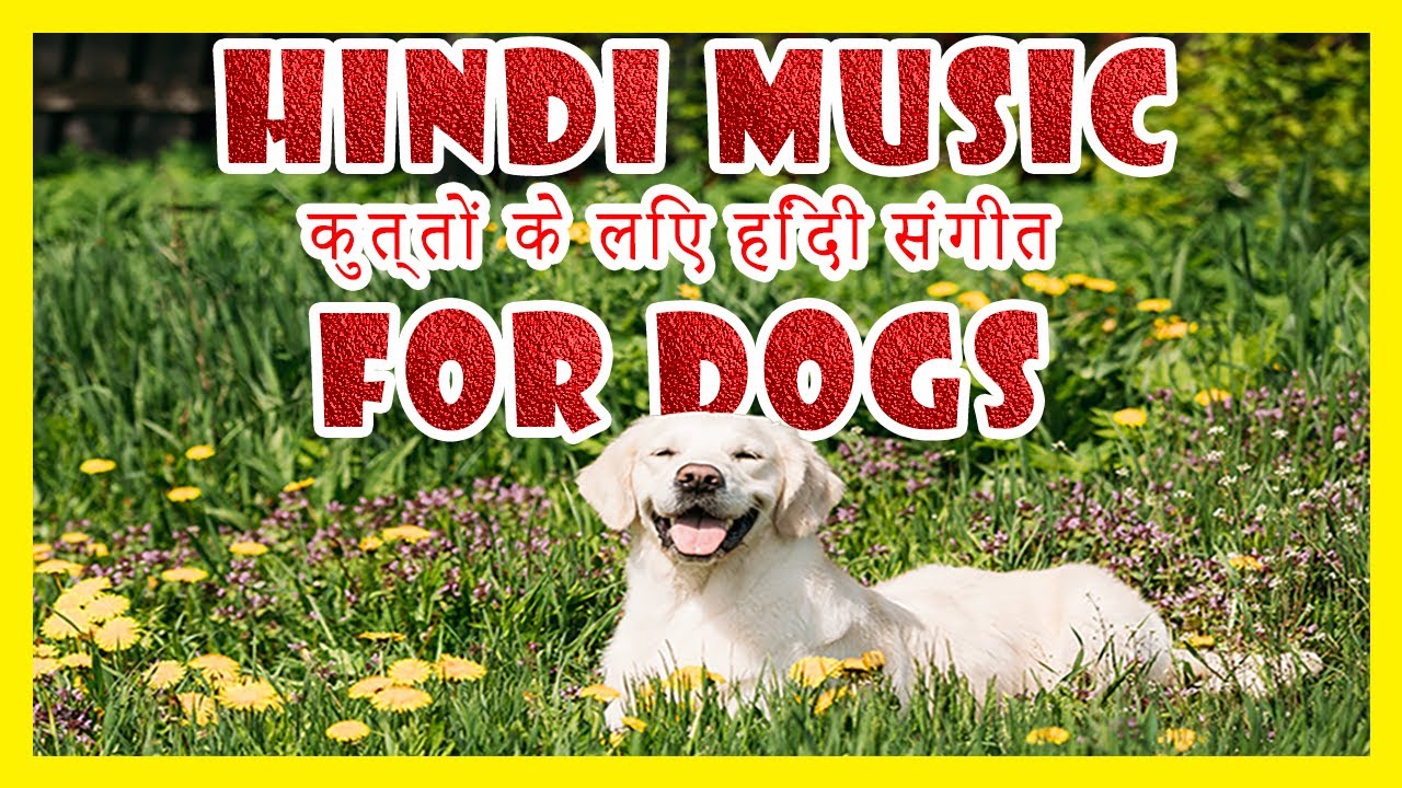 Hindi Music for Dogs | कुत्तों के लिए हिंदी संगीत - YouTube