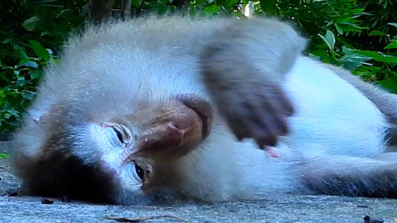 OhGod ! Too Much Old Monkey Nearly Give Birth Today I Lovely Baby Monkey I Cute Baby Monkey ...