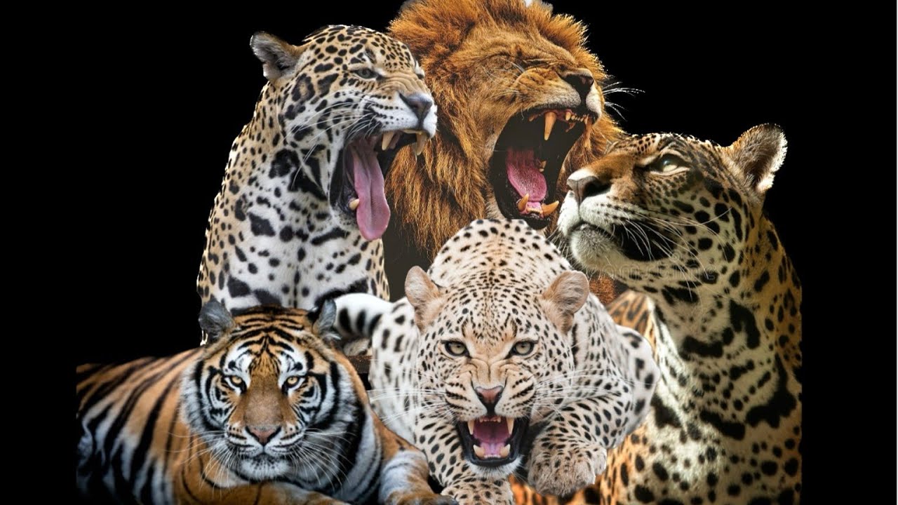 TOP 10 KILLER CATS | MGA PUSANG KAYANG PUMATAY NG TAO - YouTube