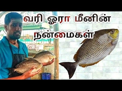 Ora fish health benefit|oora fish cutting|Rabbit fish health benefit in ...