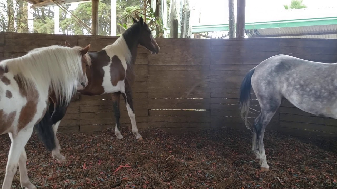Caballos descansando - YouTube