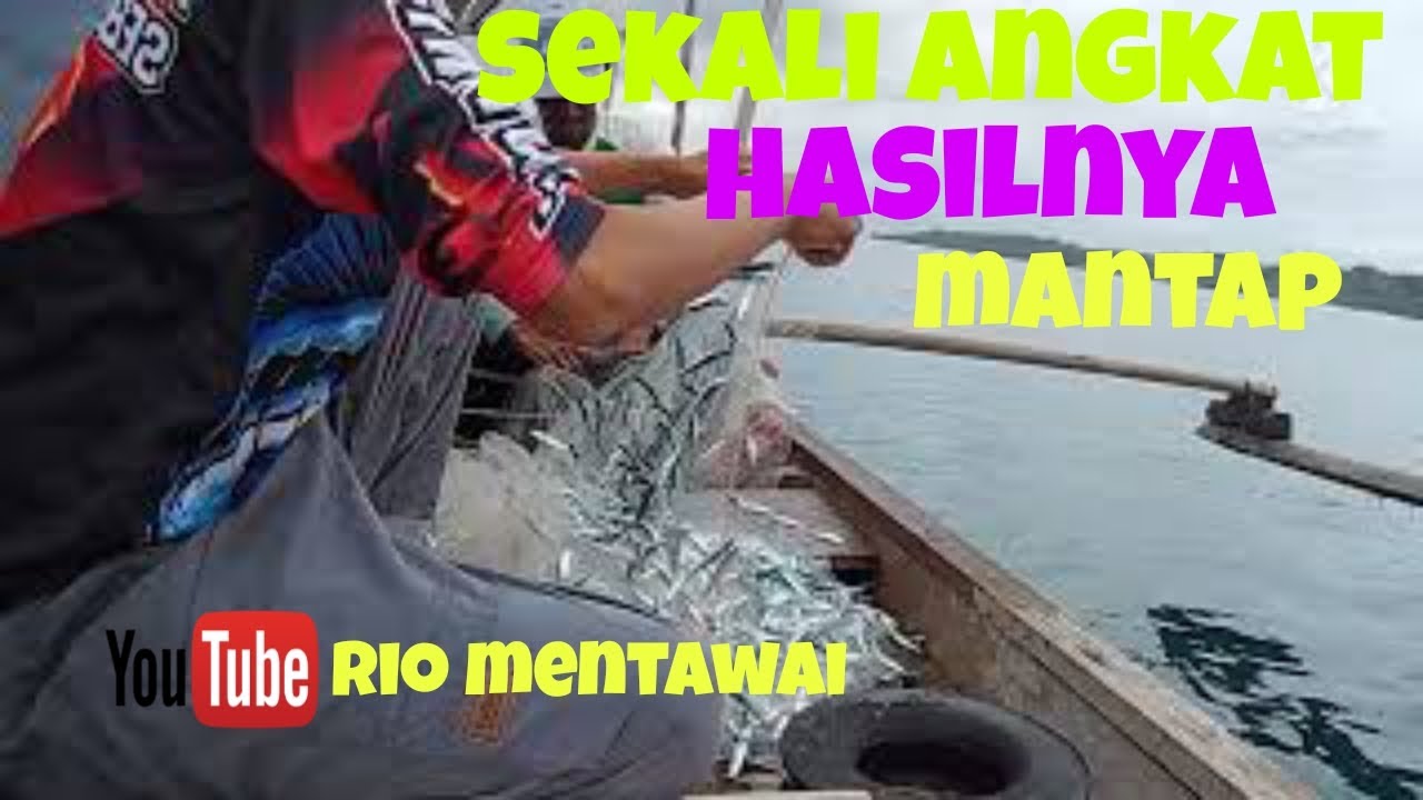 menjaring ikan teri😂😂😂 - YouTube