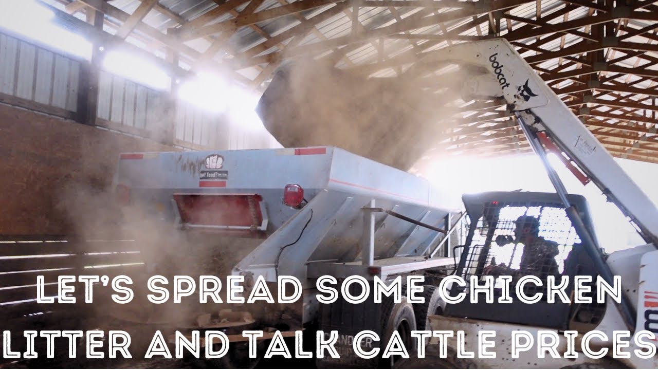 Let's Spread Some Chicken Litter And Talk Cattle Prices! - YouTube