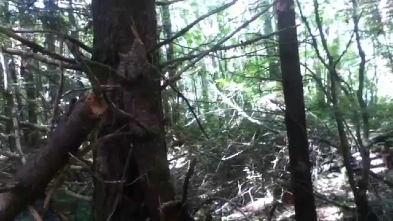 Cloaking Bigfoot? Reenactment with Barb & Gabby - YouTube