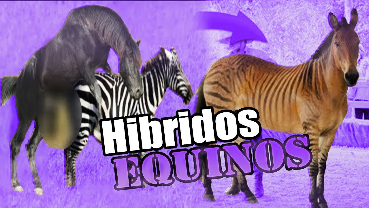 Hibridos Equinos: CEBRALLO y ZORSE|Hipica4patas - YouTube