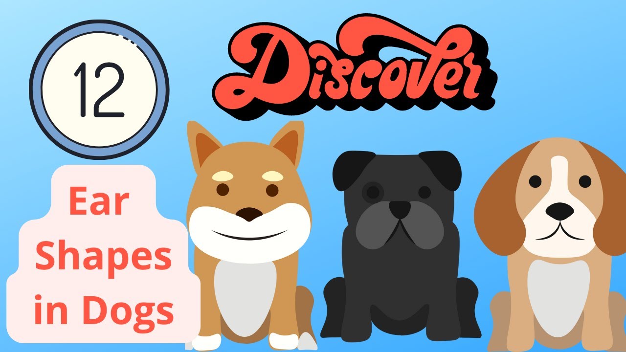 Discover 12 Different Ear Shapes in Dogs - YouTube