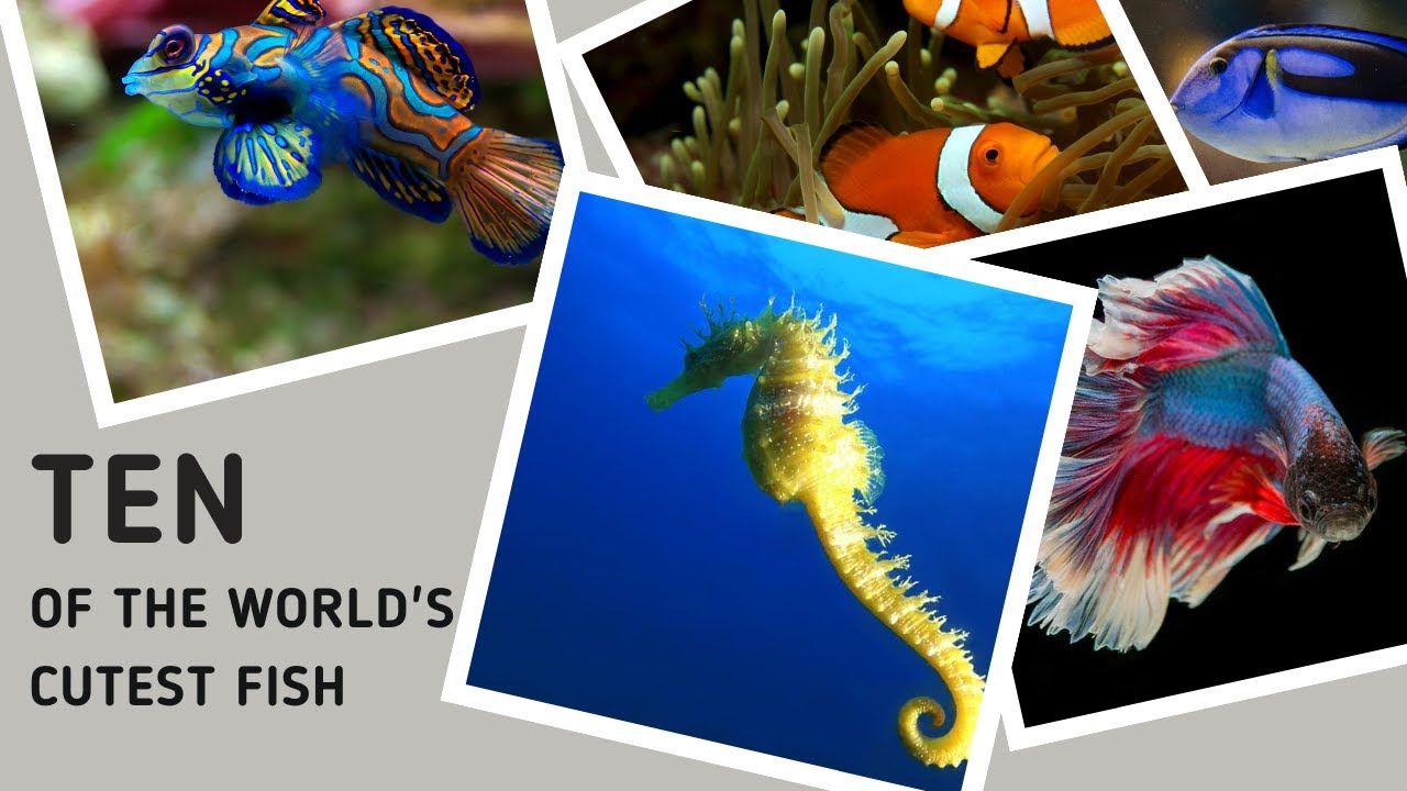 Ten of The World's Cutest Fish - YouTube