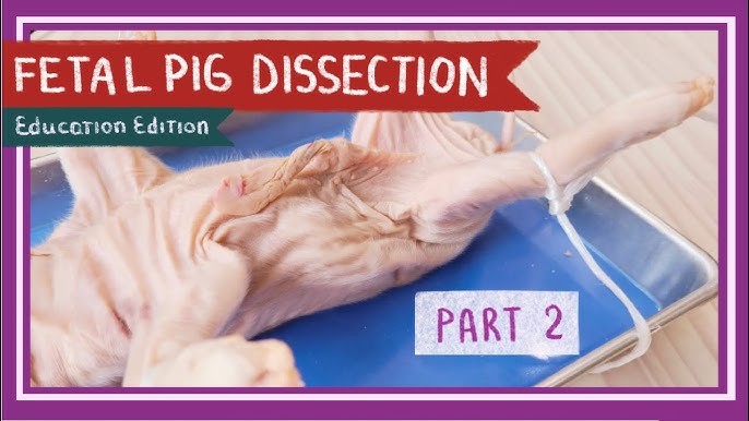 Pig Dissection