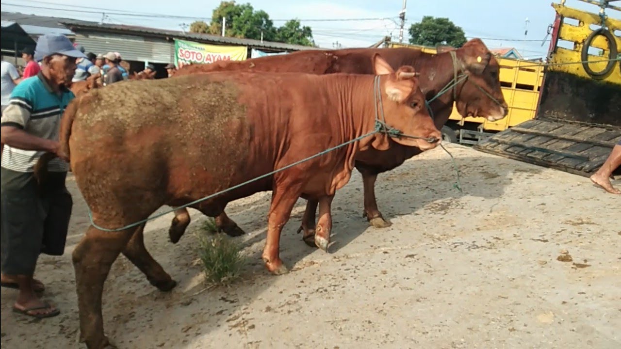 cows on a truck,cow unloading, ,big cow, limousin cow,cow sound,beef ...