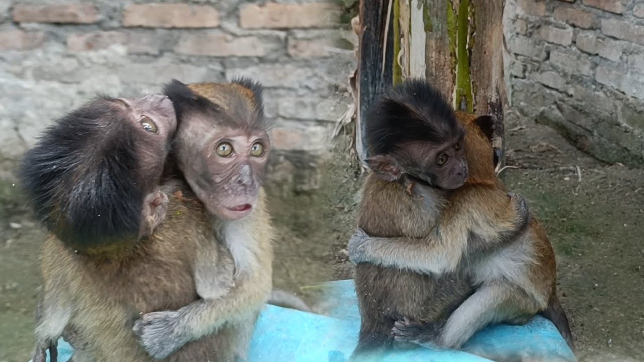 A touching hug between little friends, Luna and Starla - YouTube