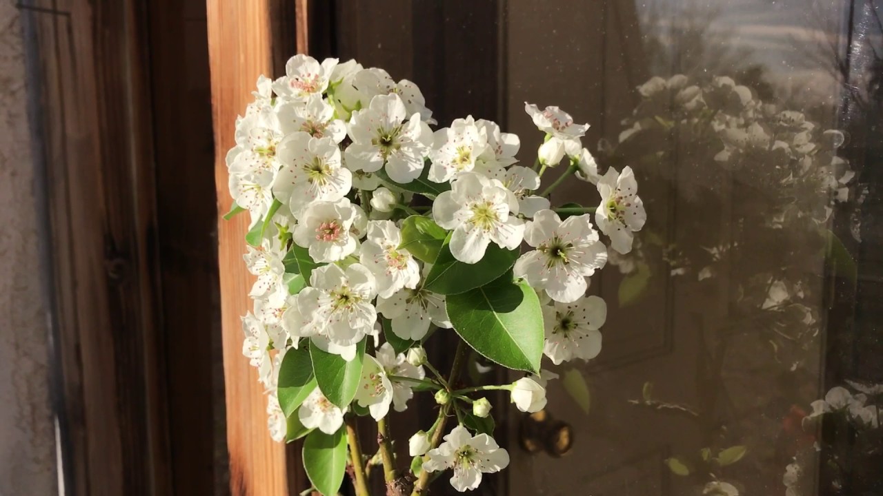 Young semi-dwarf pear tree. - YouTube
