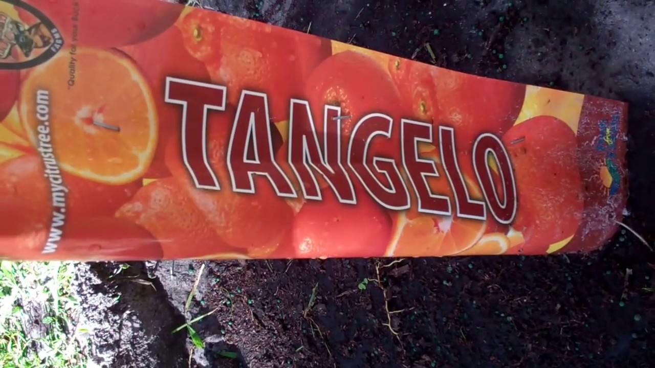 THE PLANTING OF A TANGELO TREE 3 28 17 - YouTube
