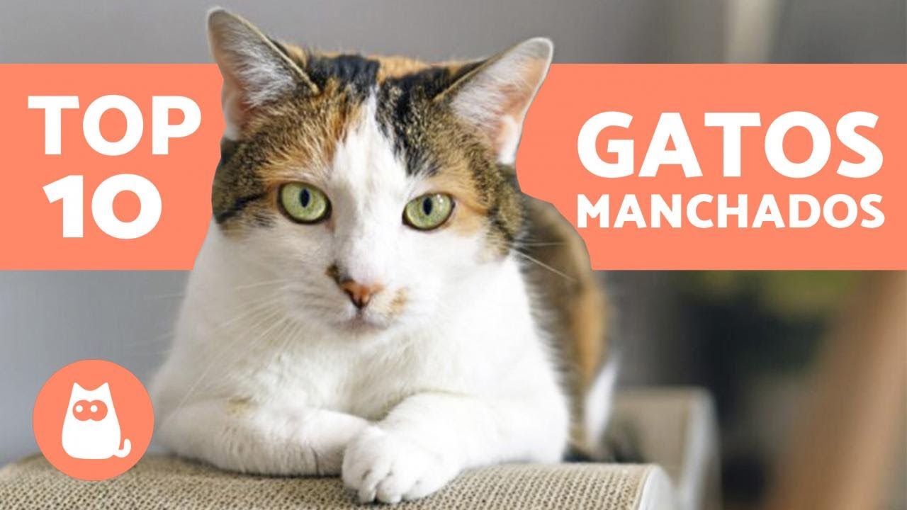 10 RAÇAS de GATOS com MANCHAS 🐱🐾 - YouTube