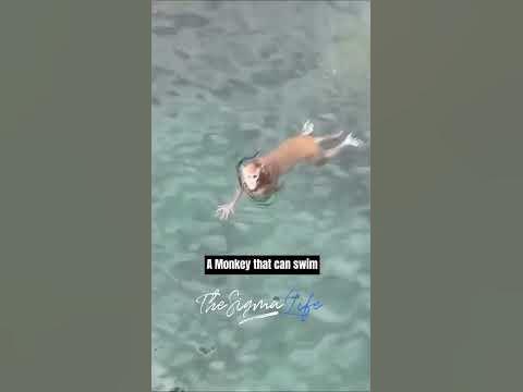 Aquatic Monkeys that can Swim - Joe Rogan - YouTube