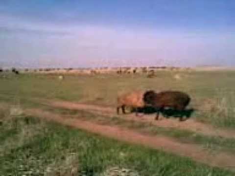 каратал кошкар.3gp