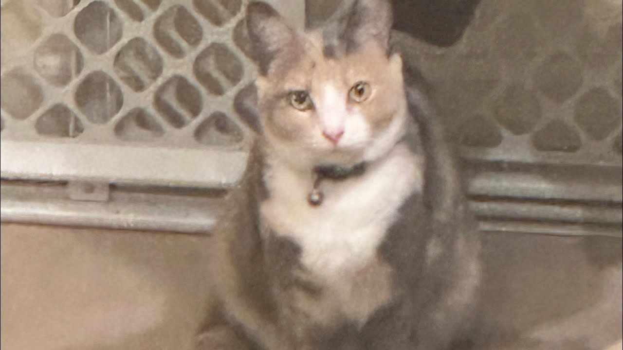 GD ZOINK MADE FUN OF MEEEE???????? - YouTube