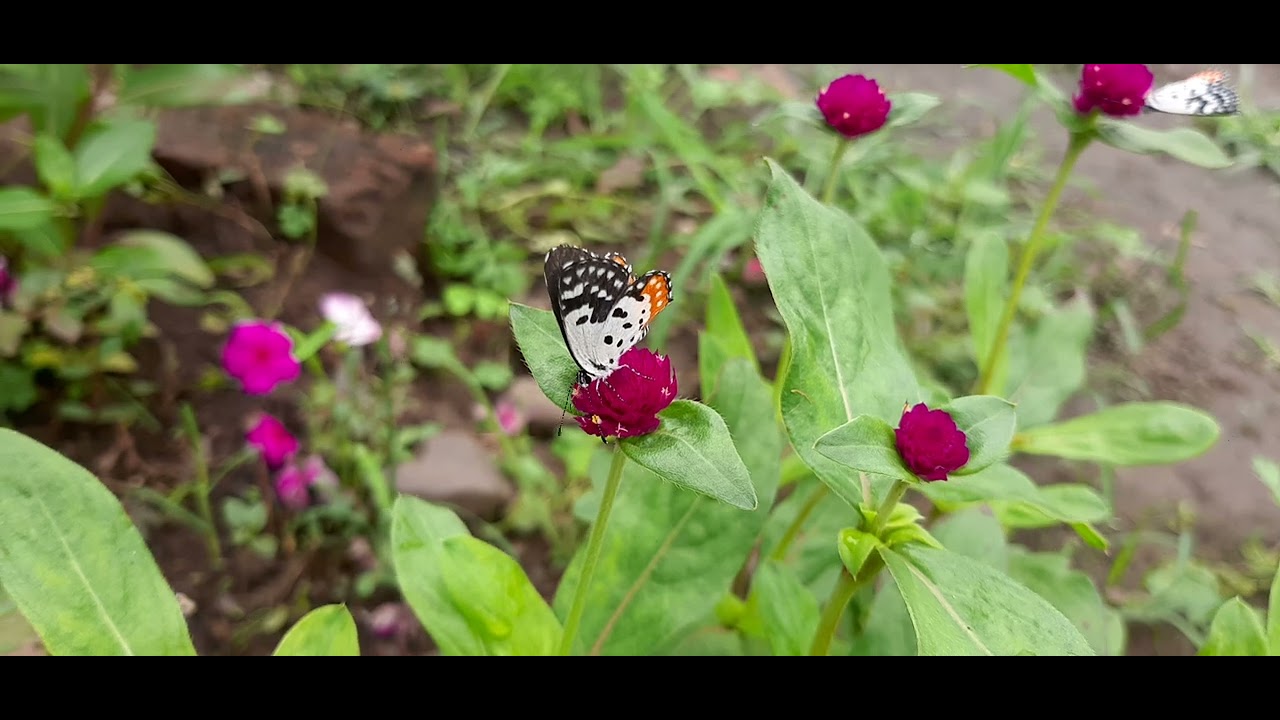 butterfly - YouTube