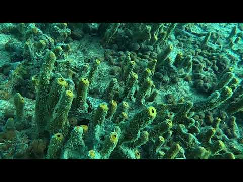 deniz süngeri ve pina