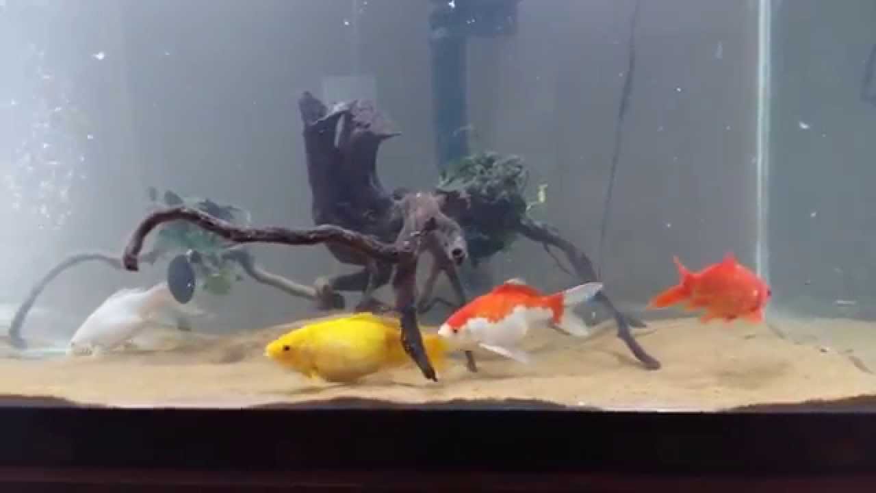 GOLDFISH MATING - YouTube
