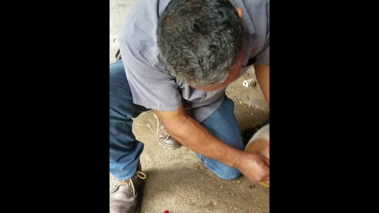 Castrando cerdos - YouTube