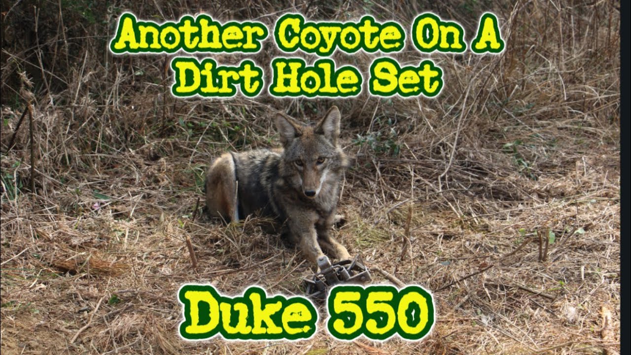 Duke 550 pro series OS Coyote trapping Dirt Hole Set - YouTube
