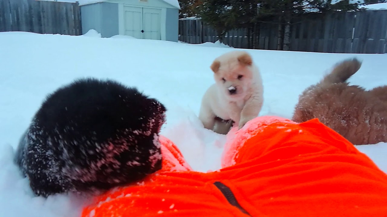 I love puppies - YouTube