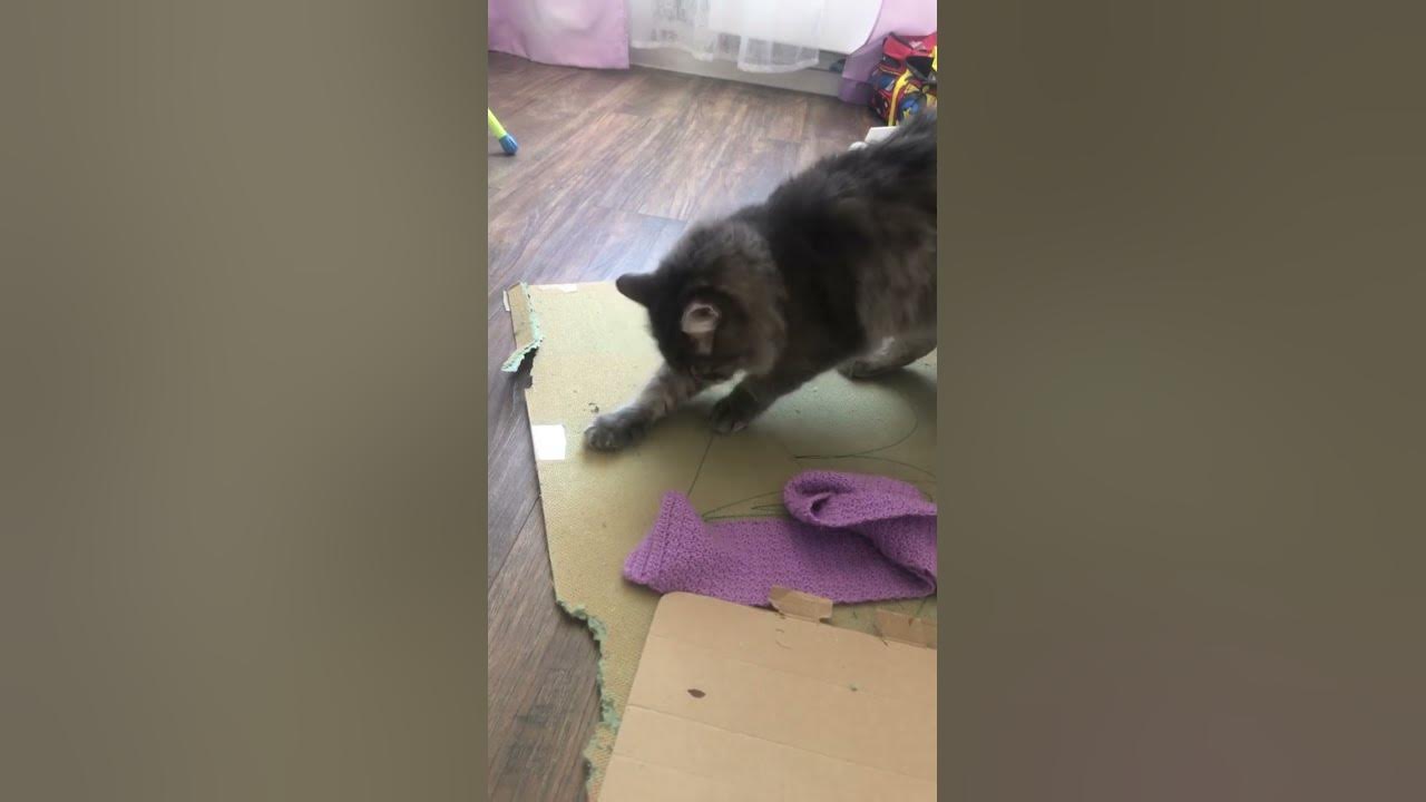 🥰🥰🥰🥰🥰 Котик Youtube