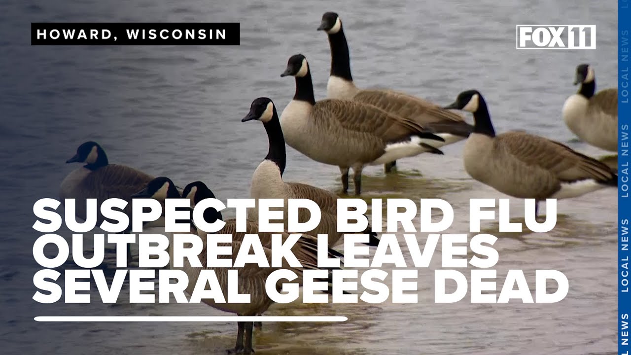 Howard officials report bird flu resurgence; dozens of dead geese at ...
