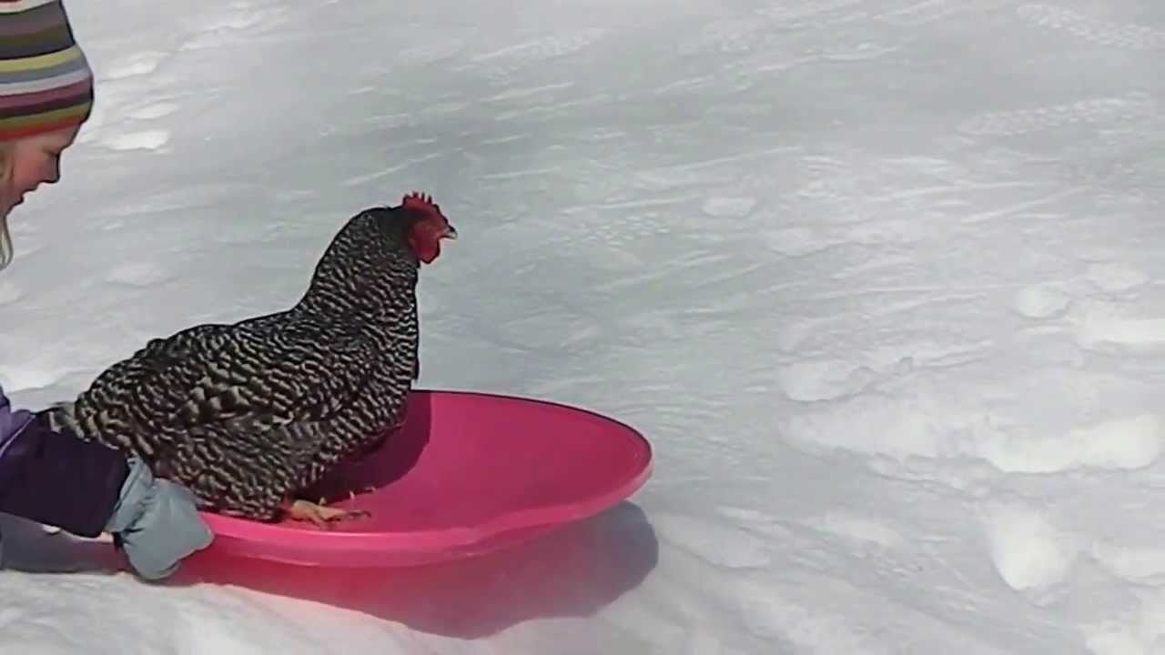 Sledding Chicken - YouTube