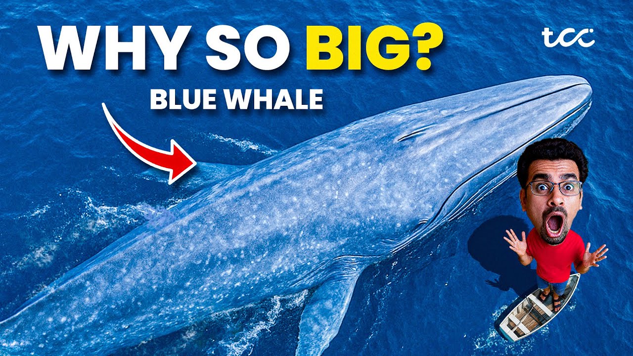Why is Blue whale so big? Mystery solved - YouTube