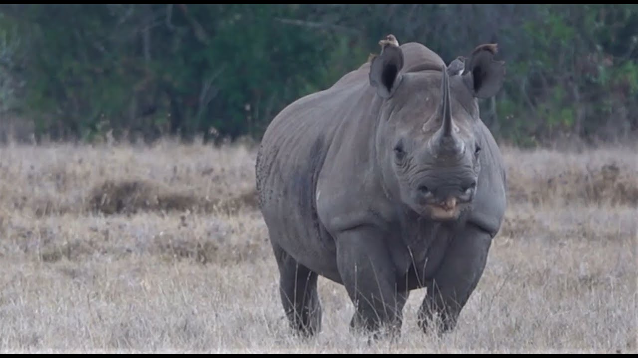 black rhino sneezing (with calf) - YouTube